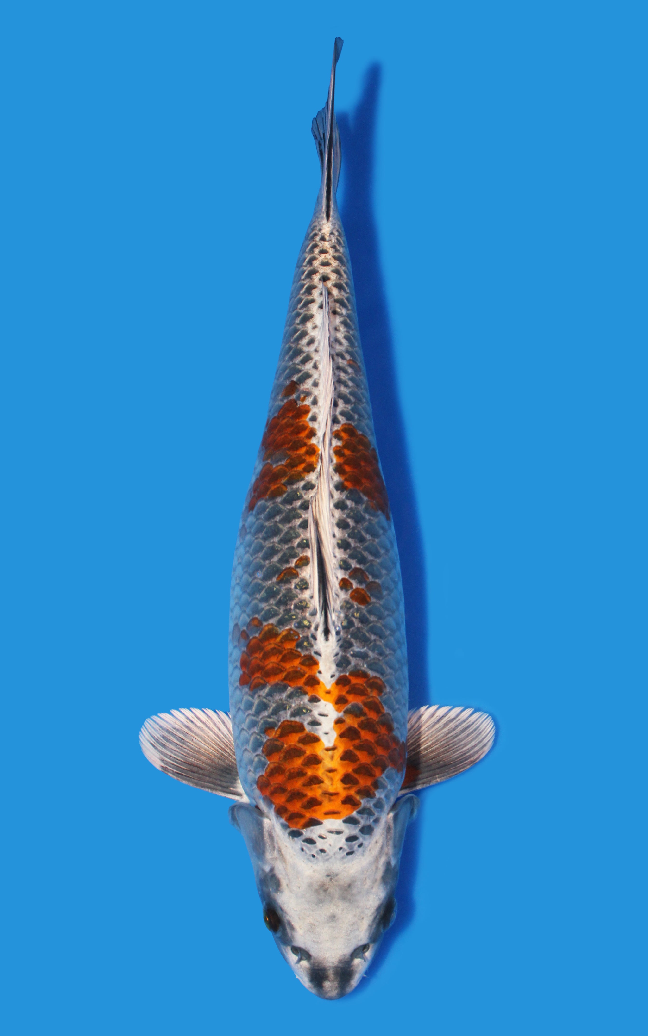 Beni Ginga – House of Koi