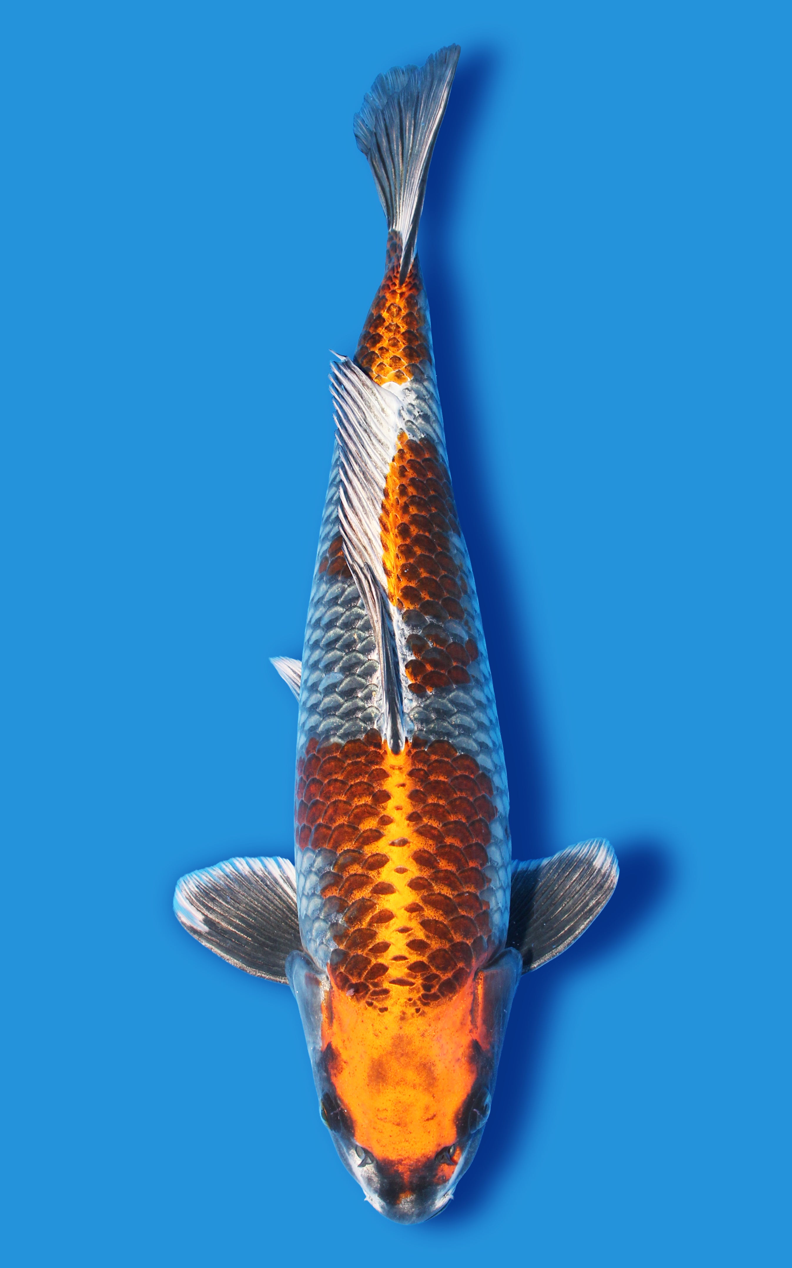 Beni Ginga – House of Koi