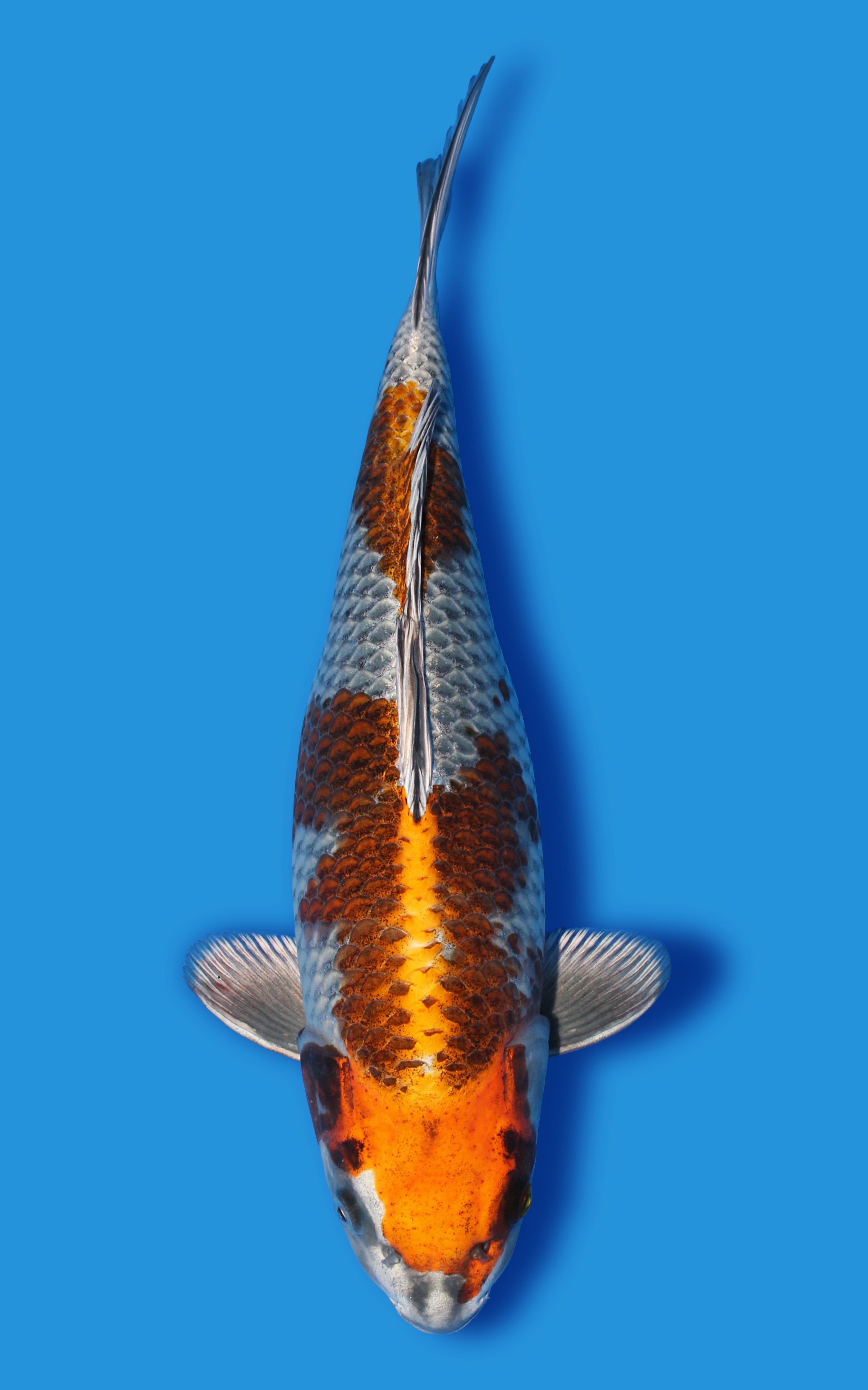 Beni Ginga – House of Koi