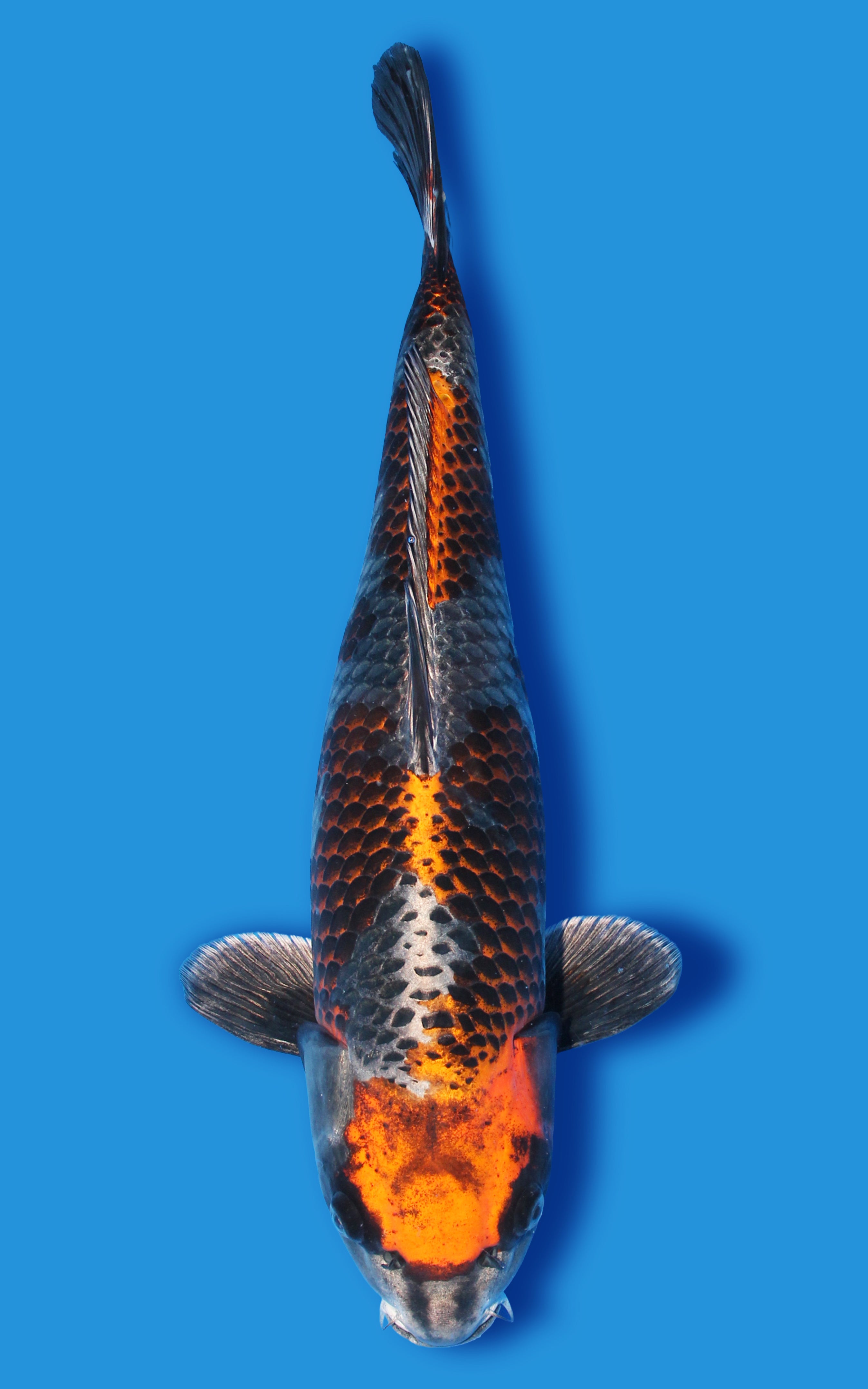 Beni Ginga – House of Koi